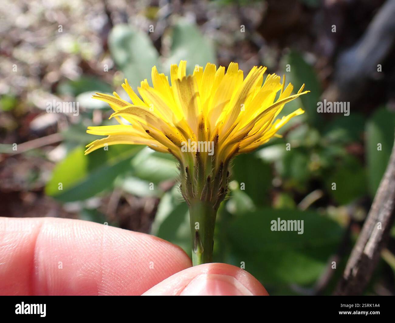 Common Cat's-ear (Hypochaeris radicata), Plantae, West Vancouver, BC ...