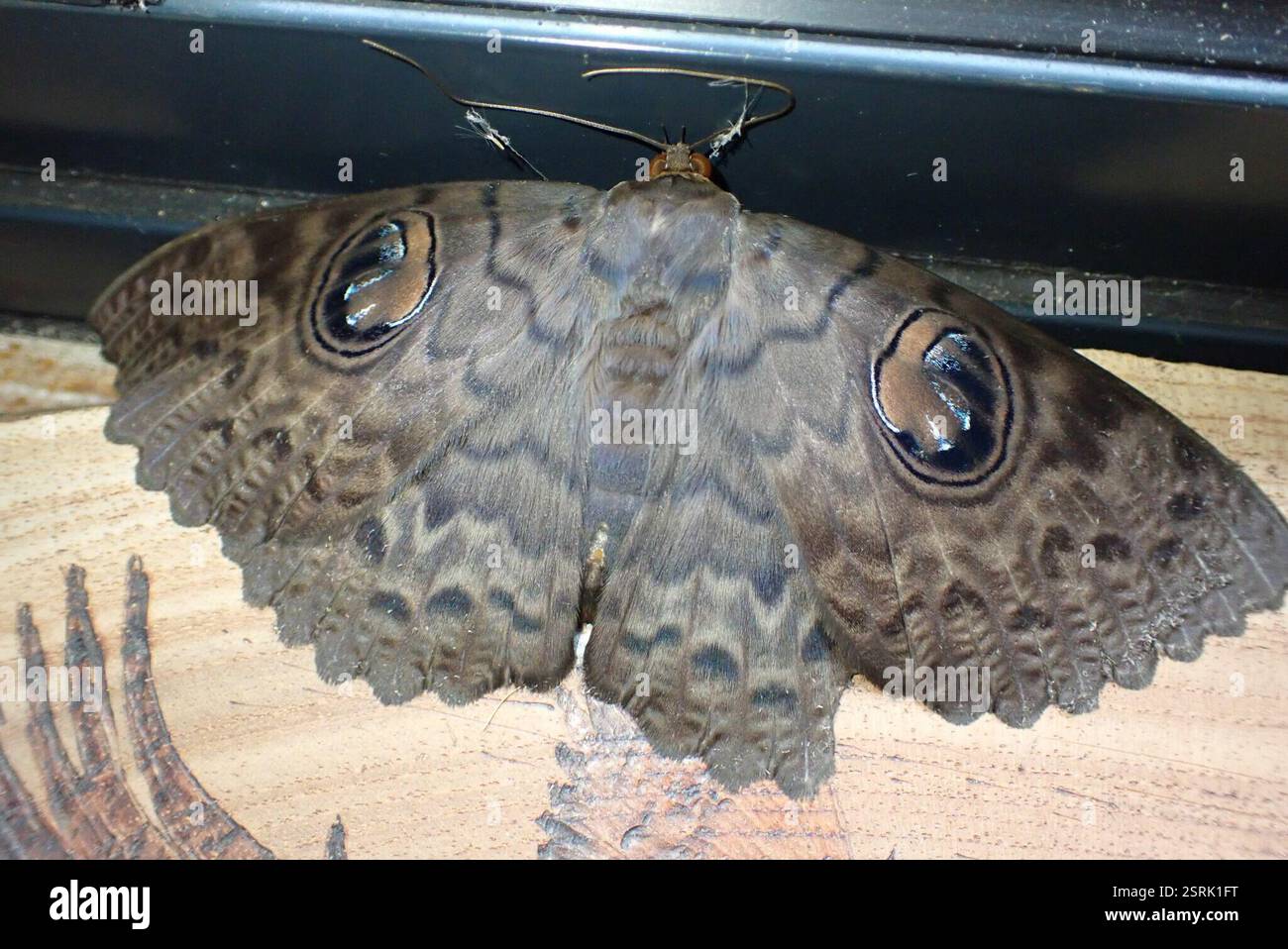 Walker's Owl (Erebus walkeri), Insecta, Sabiepark, Sabie Park, 1260 ...