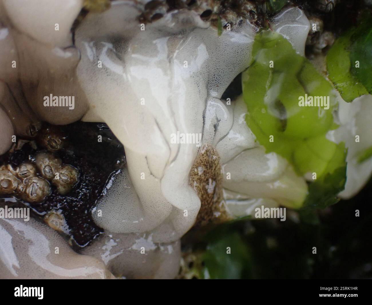barnacle-eating dorid (Onchidoris bilamellata), Mollusca, Nanaimo, BC ...