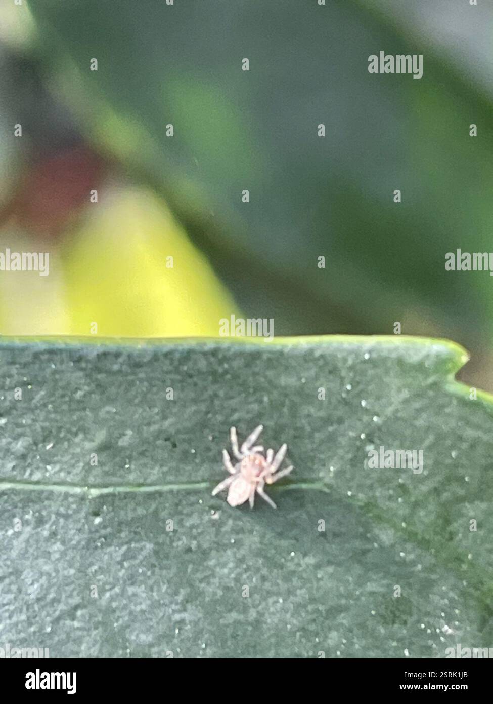 Jumping Spiders (Salticidae), Arachnida, Melbourne VIC, Australia ...