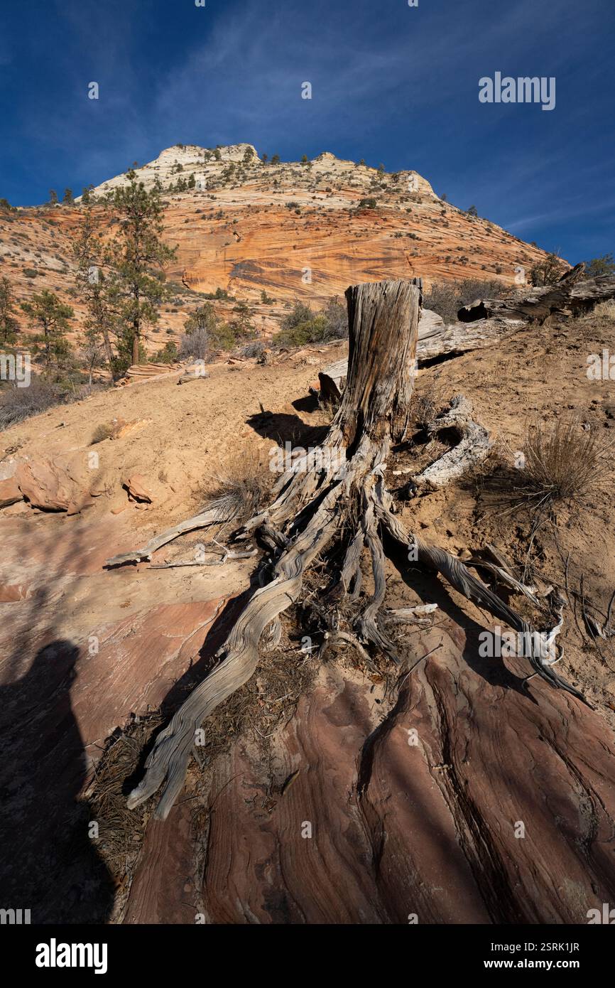 Dead tree stump and roots at Zion National Park, Utah. Layers of ...