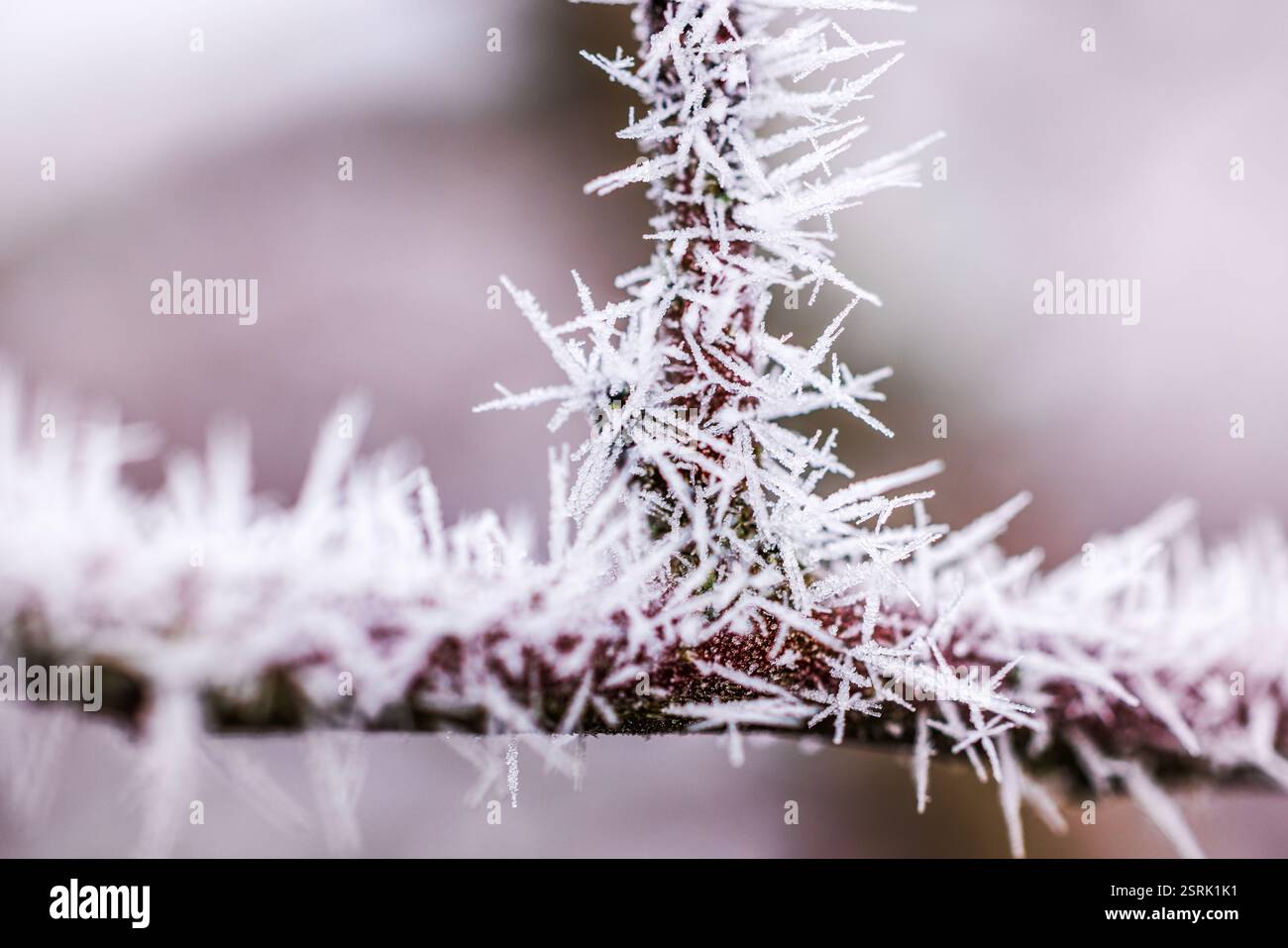 Macro view of frost crystals forming intricate patterns on frozen apple ...