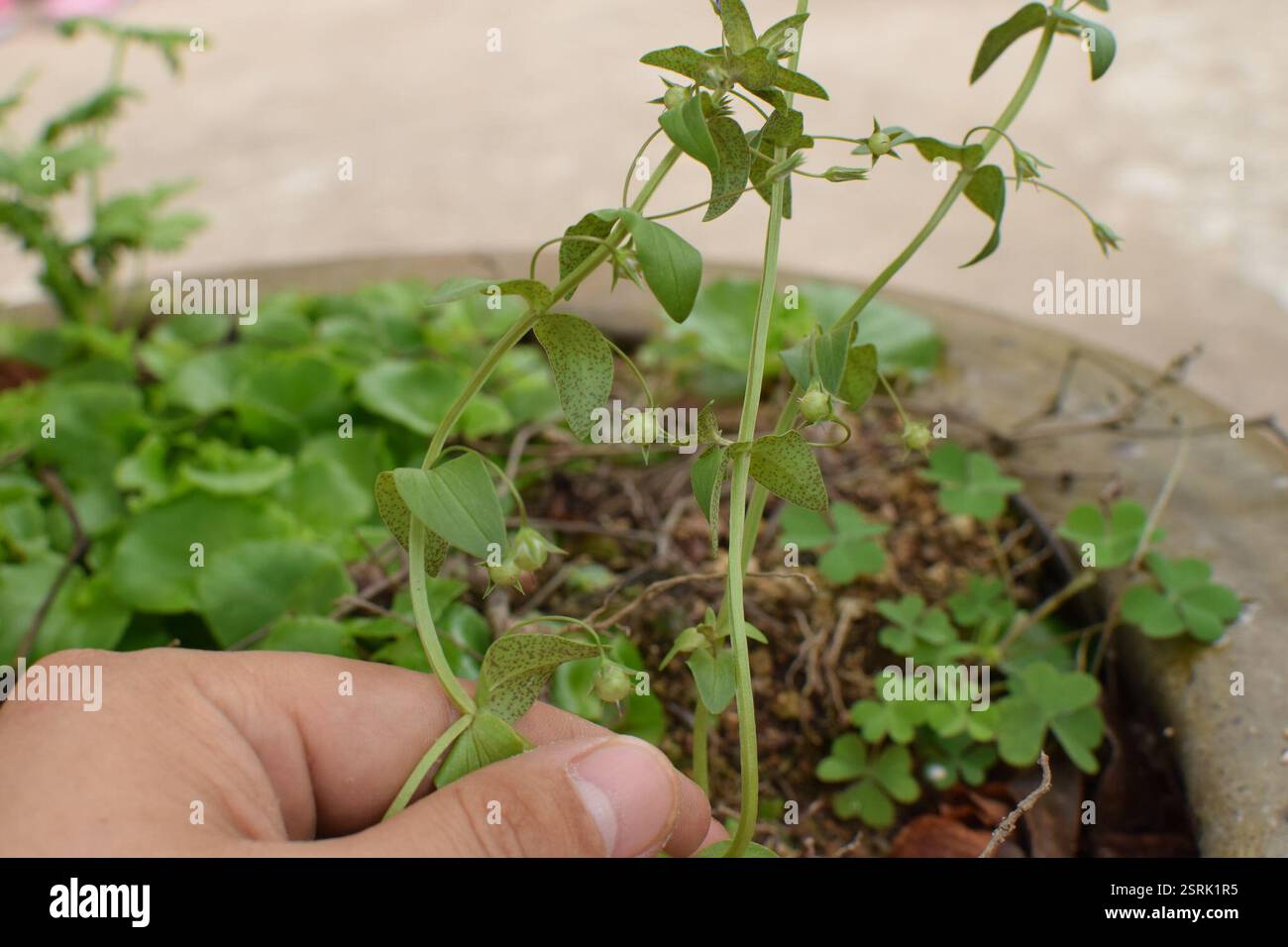 Foemina Blue Pimpernel (Lysimachia foemina), Plantae, 中国浙江省温州市洞头区 Stock ...