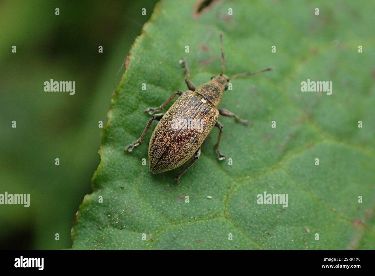 Common Leaf Weevil (Phyllobius pyri), Insecta, North Lanarkshire, UK ...