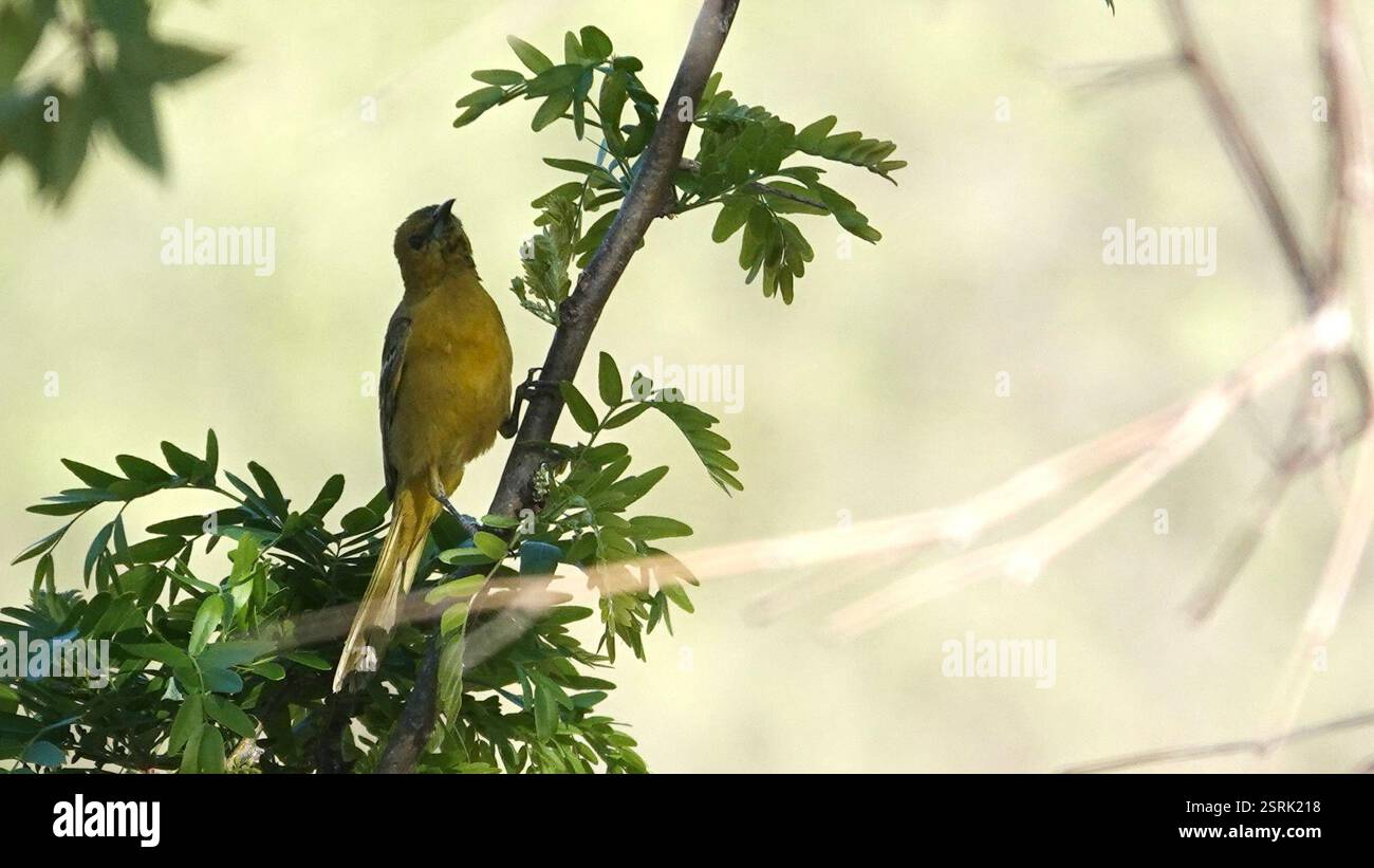 Scott's Oriole (Icterus parisorum), Aves, Santa Cruz County, AZ, USA ...