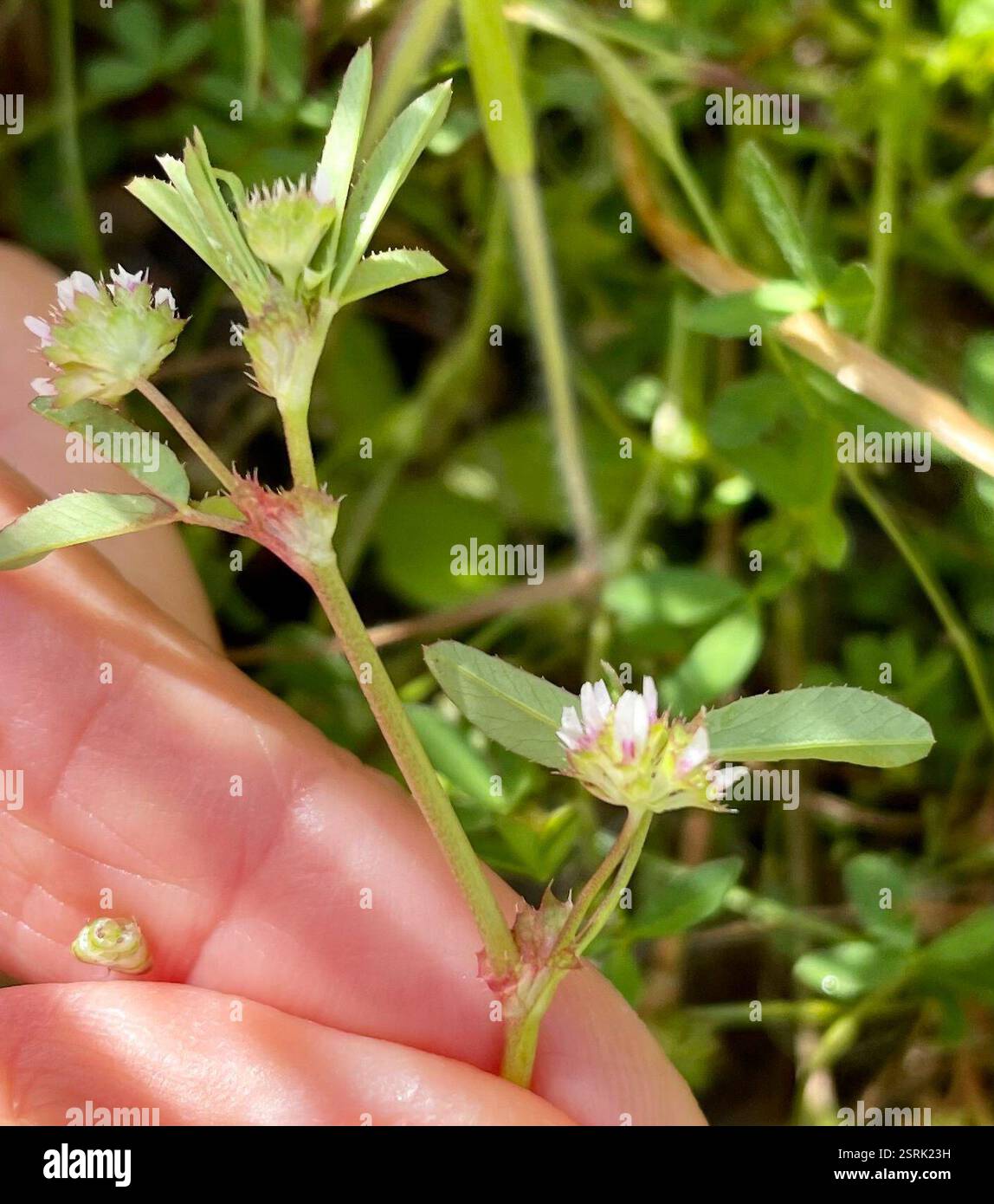 Santa Cruz Clover (Trifolium buckwestiorum), Plantae, Monterey County ...