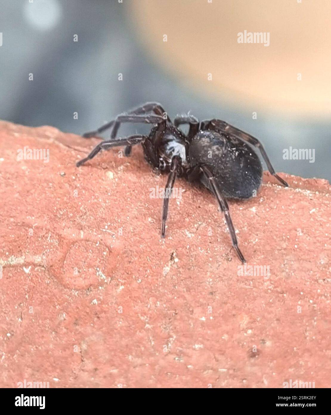 Lace web spiders (Amaurobius), Arachnida, Niedersachsen, DE, dark brown medium sized spider ...