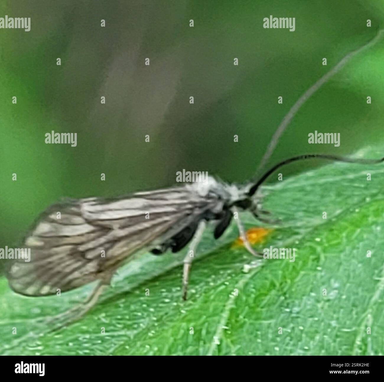 Grannom Caddisflies (Brachycentrus), Insecta, Central Kootenay, BC ...