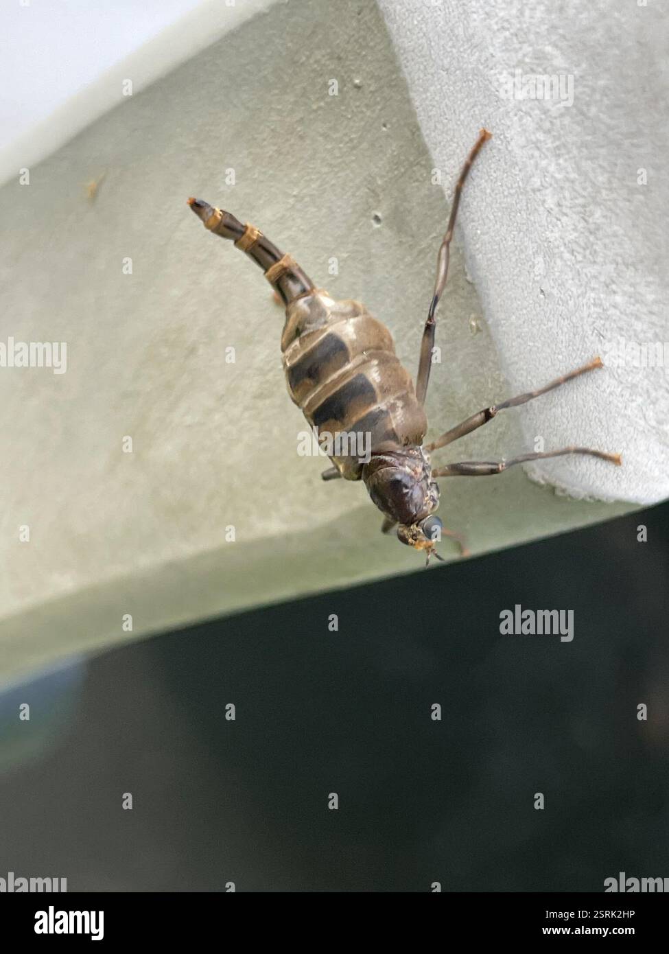 Australian Wingless Soldier Fly (Boreoides subulatus), Insecta ...
