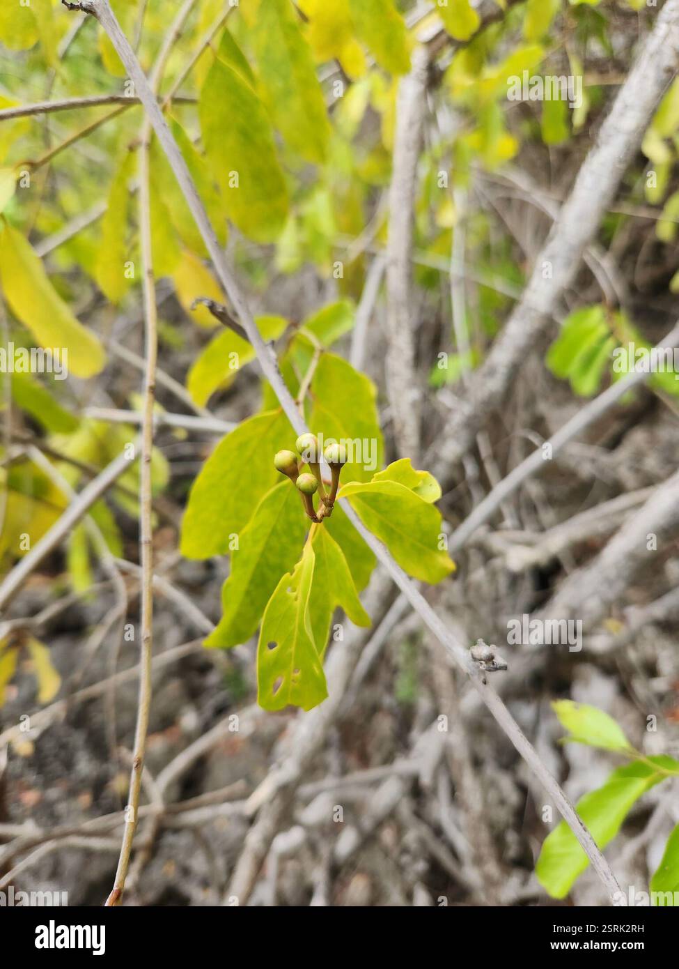 bay-leaved caper (Cynophalla flexuosa), Plantae, Cayman Brac, KY Stock ...