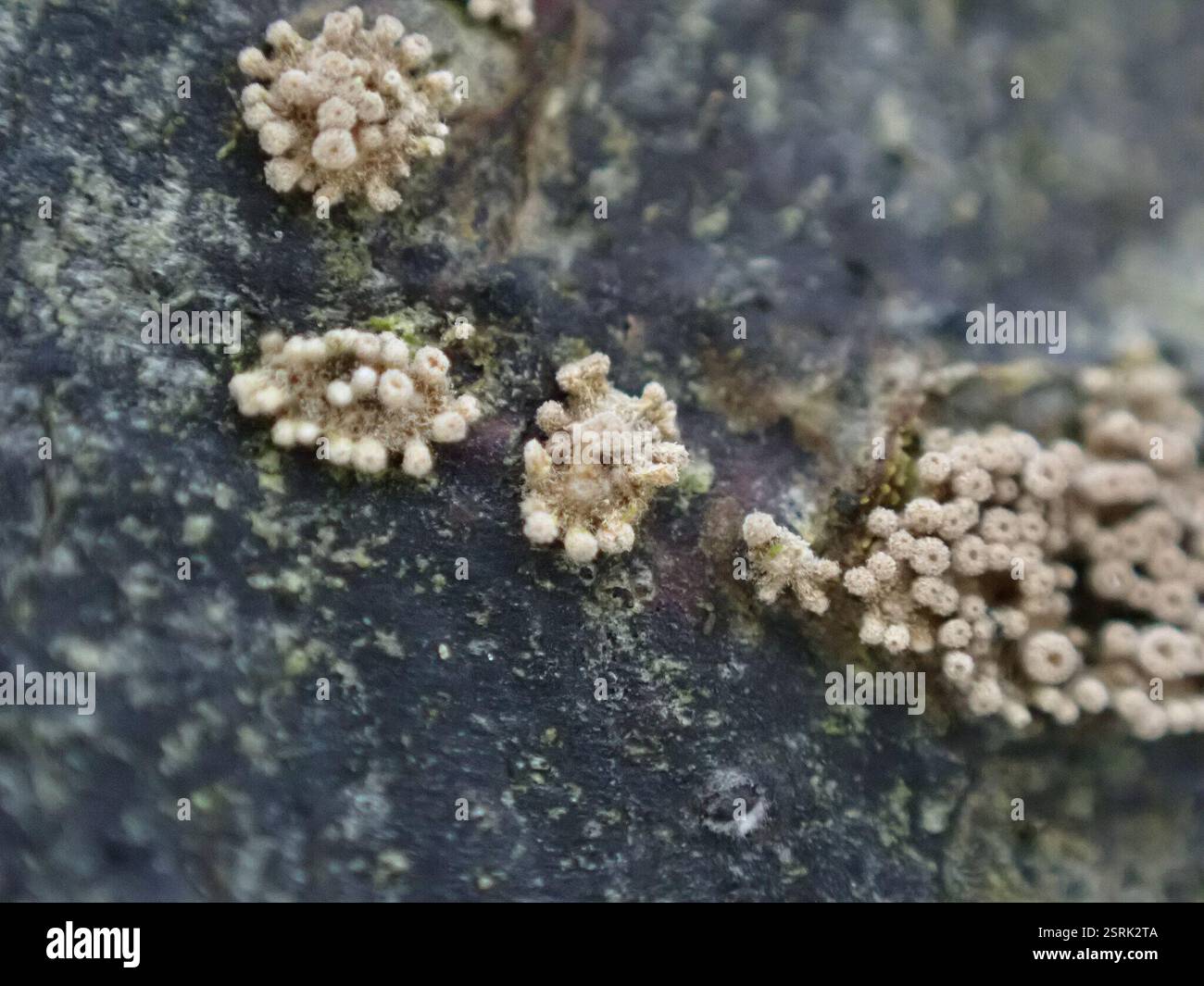 (Merismodes), Fungi, UBC, University Endowment Lands, BC, Canada ...