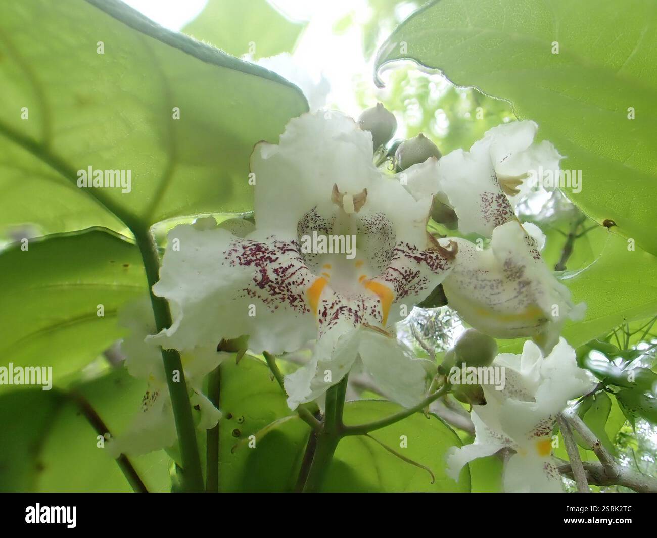 southern catalpa (Catalpa bignonioides), Plantae, North Carolina, US ...