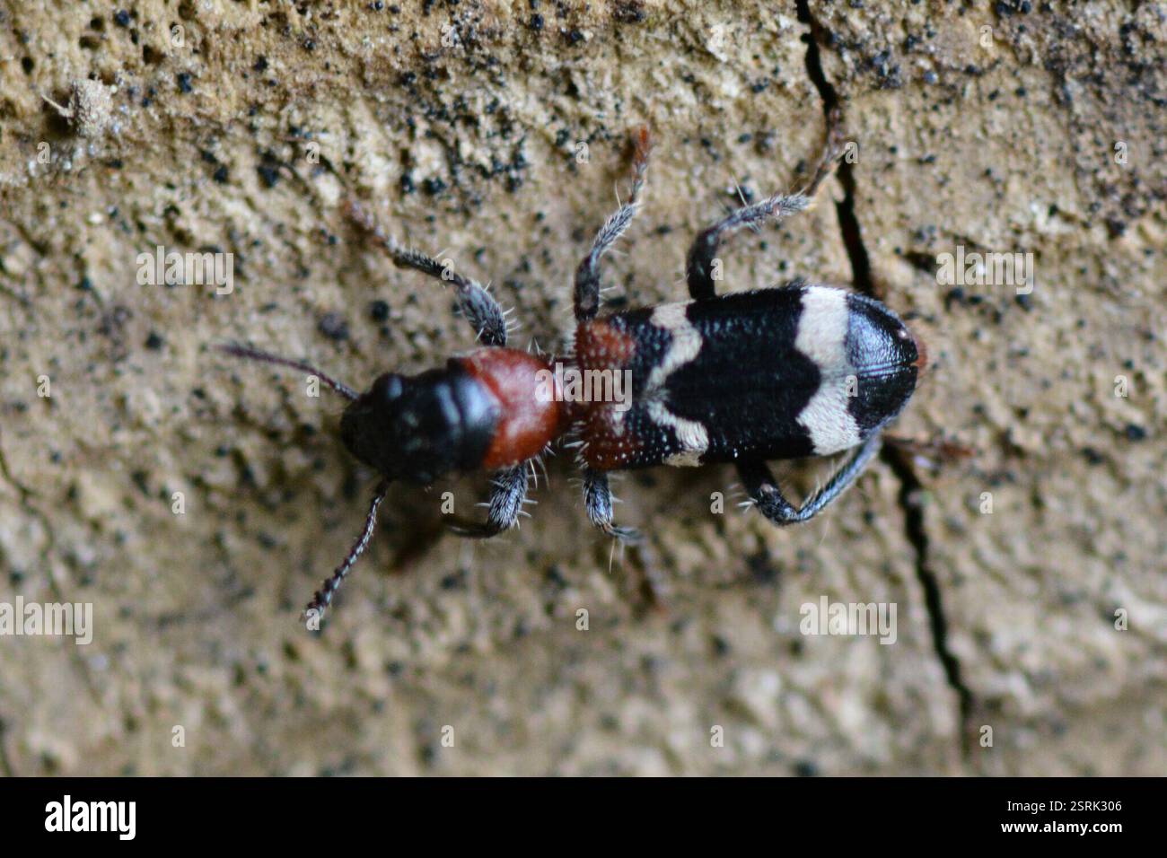 European Red-bellied Clerid (Thanasimus formicarius), Insecta, 5080 ...
