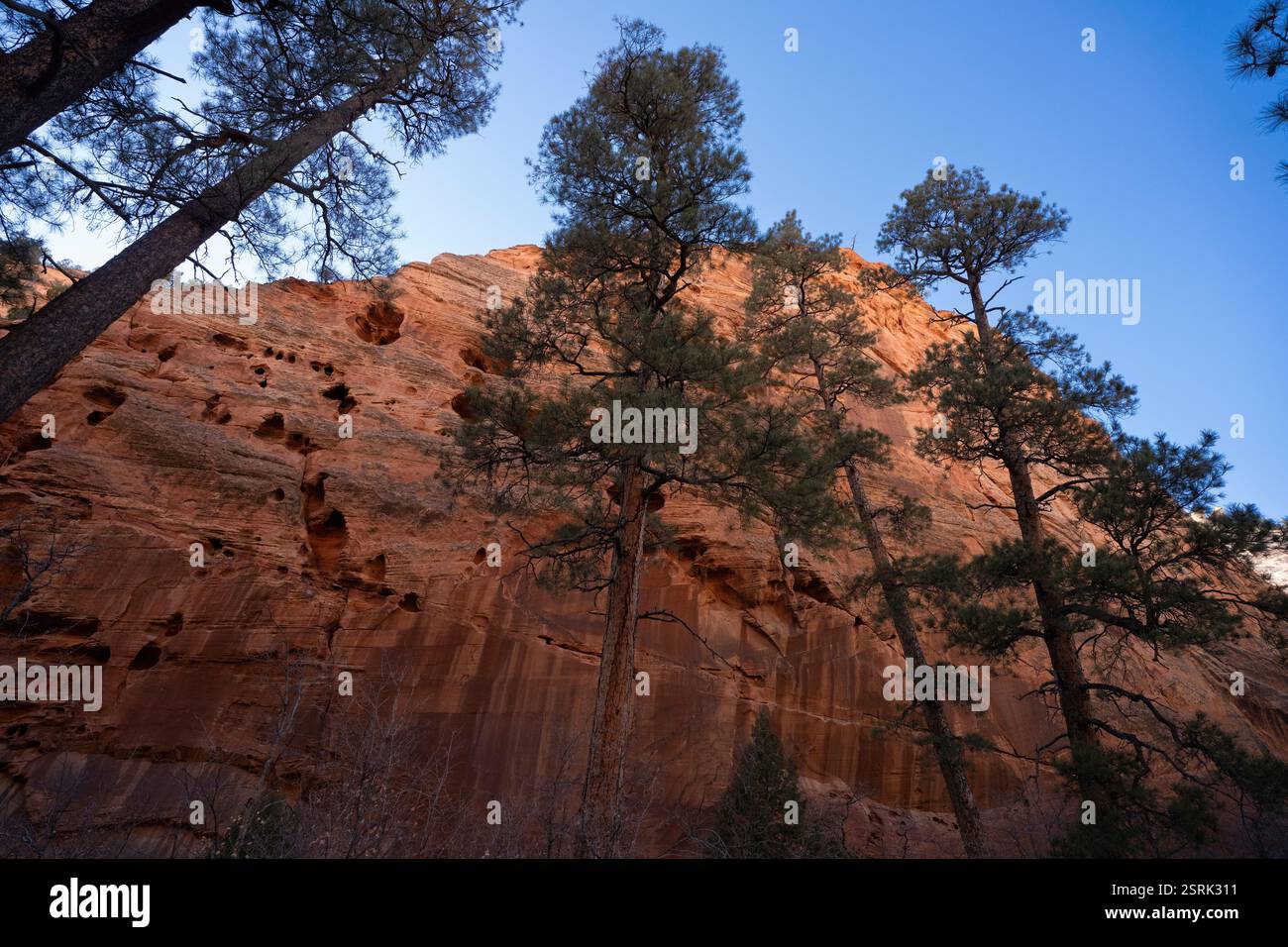Pine trees at the base of a sandstone cliff face in Zion National Park ...