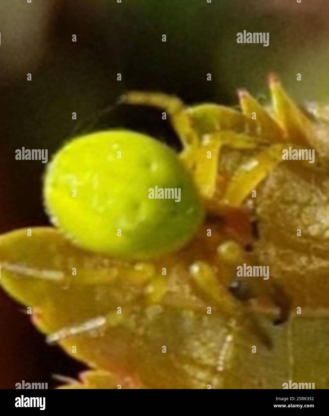 Cucumber Spiders (Araniella), Arachnida, Birmingham B38, UK Stock Photo ...