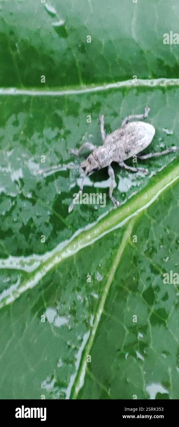 Broad-nosed Weevils (Entiminae), Insecta, British Indian Ocean ...