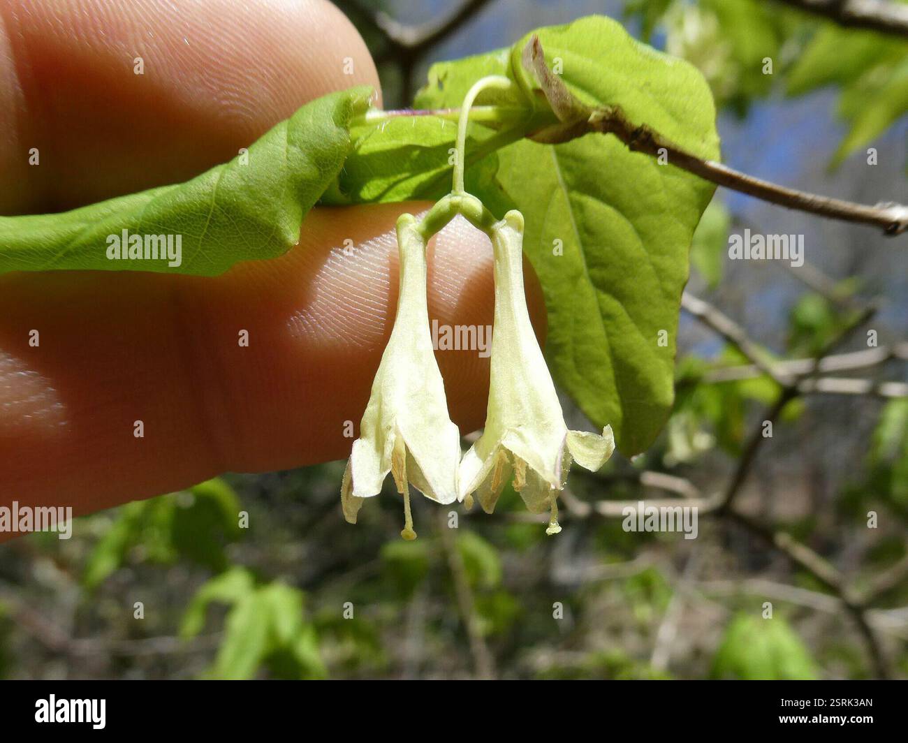 American fly-honeysuckle (Lonicera canadensis), Plantae, Fayston, VT ...