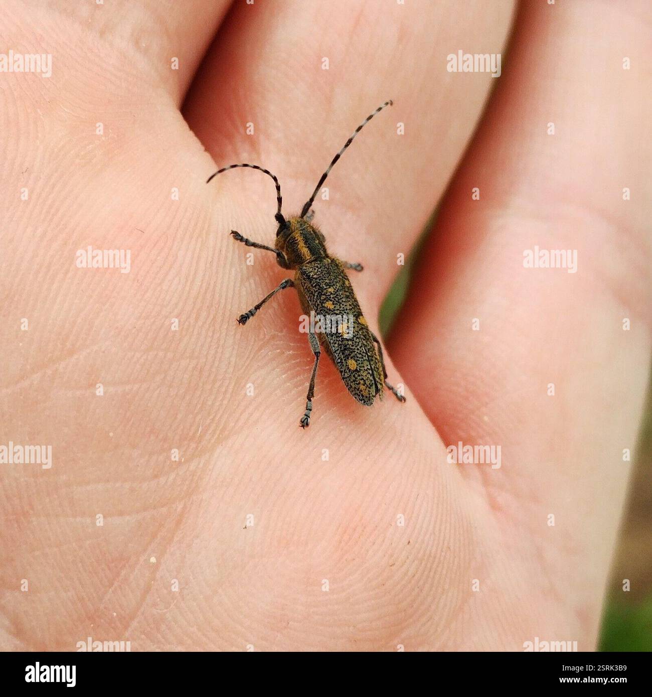 small poplar borer (Saperda populnea), Insecta, Kino Arena II, 1715 g.k ...