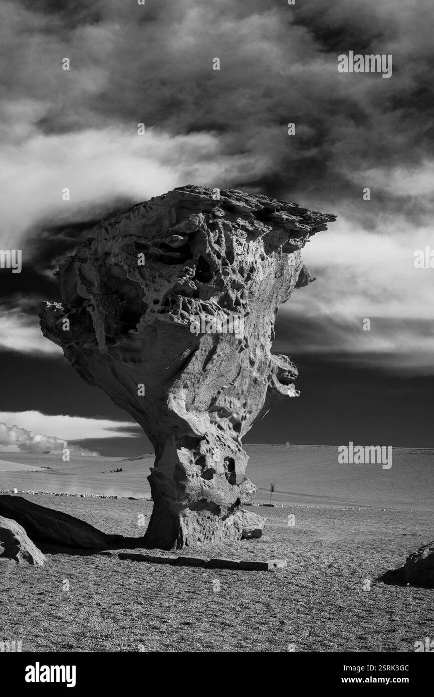 Black and white view of the stone tree in the Dali desert in Bolivia ...