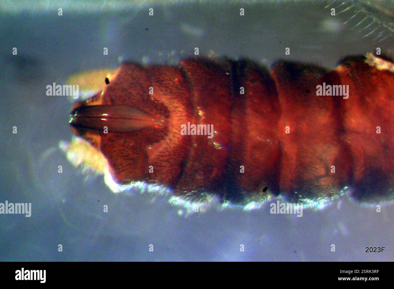 6 segments hi-res stock photography and images - Alamy