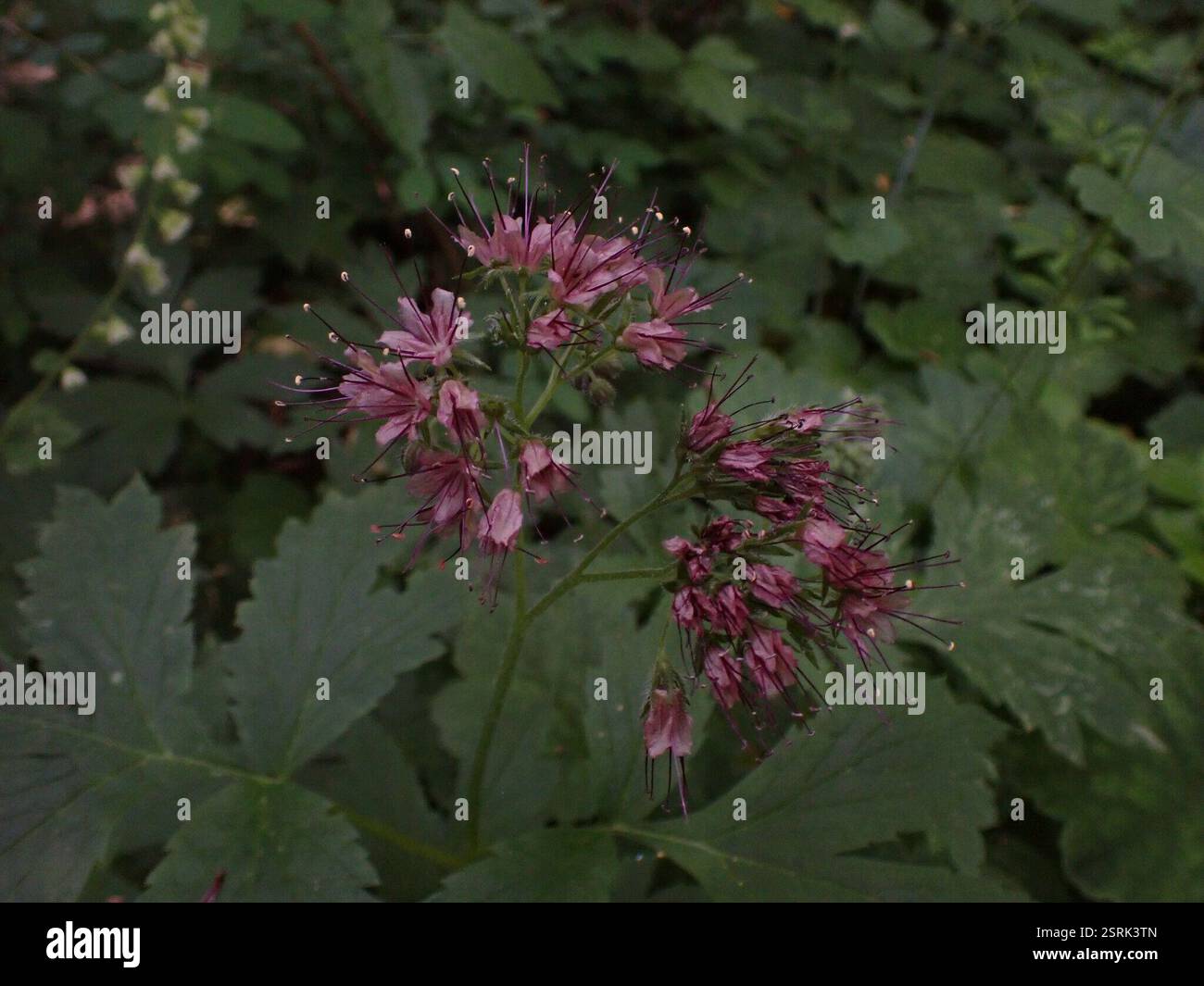 Pacific Waterleaf (Hydrophyllum tenuipes), Plantae, Capital, BC, Canada ...