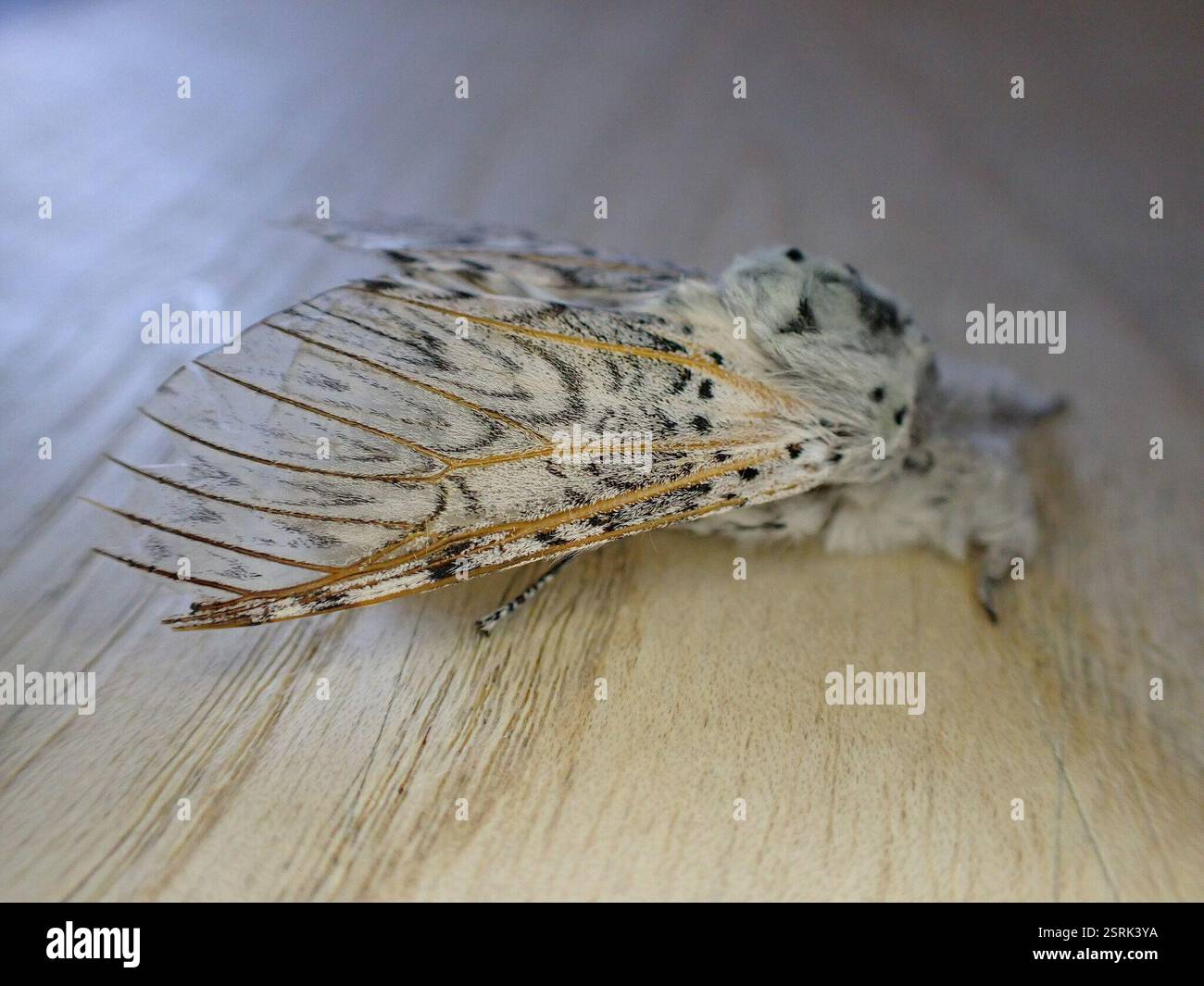 Puss Moth (Cerura vinula), Insecta, Holyhead Breakwater Park, Holyhead ...