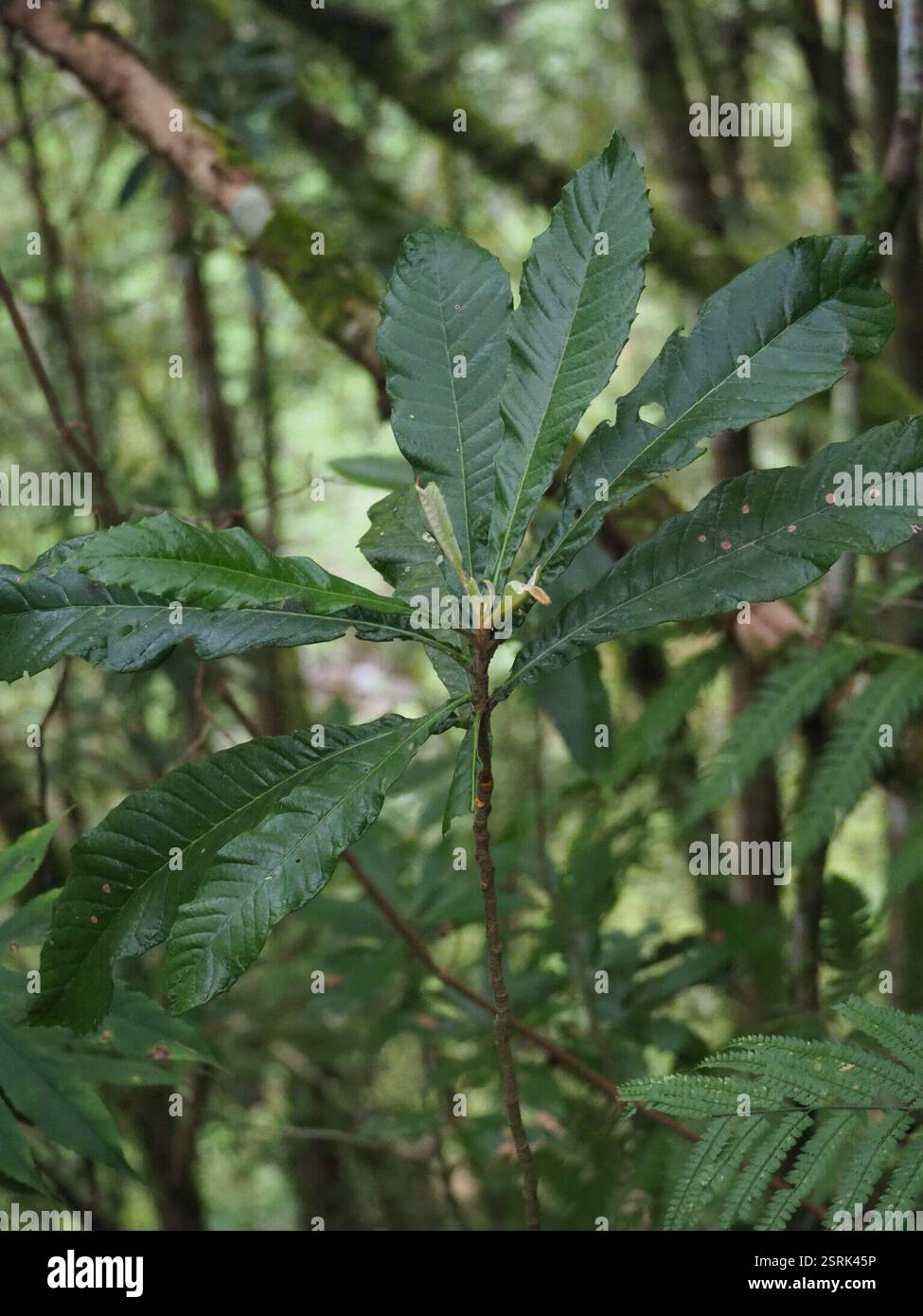 Bronze Loquat (Eriobotrya deflexa), Plantae, 台灣桃園市 Stock Photo - Alamy
