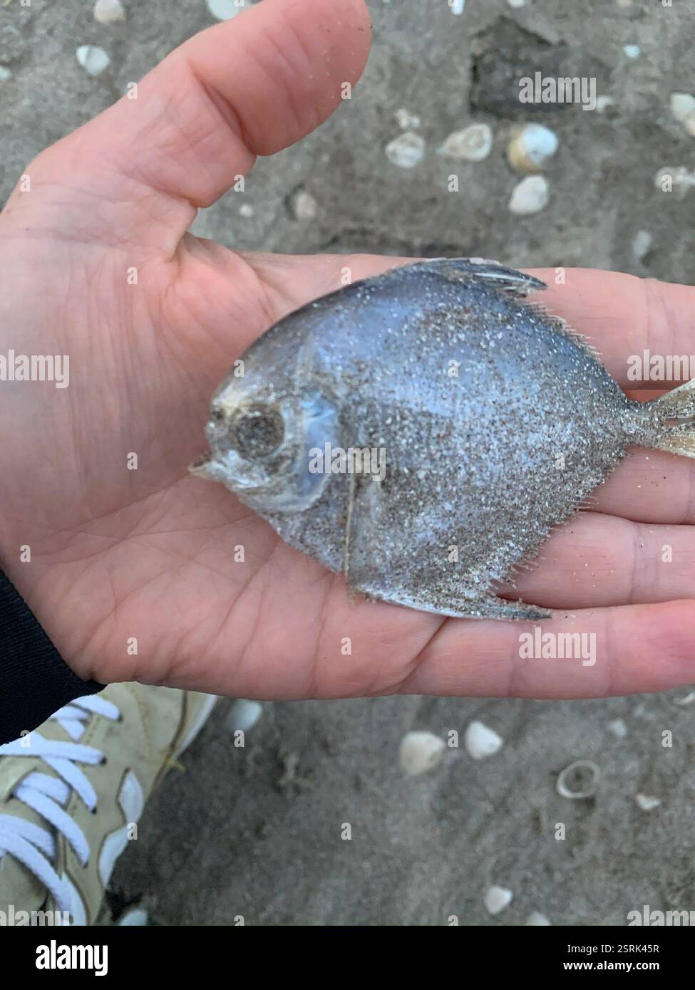 (Peprilus), Actinopterygii, Playa, Mar del Tuyú, Buenos Aires, AR Stock ...