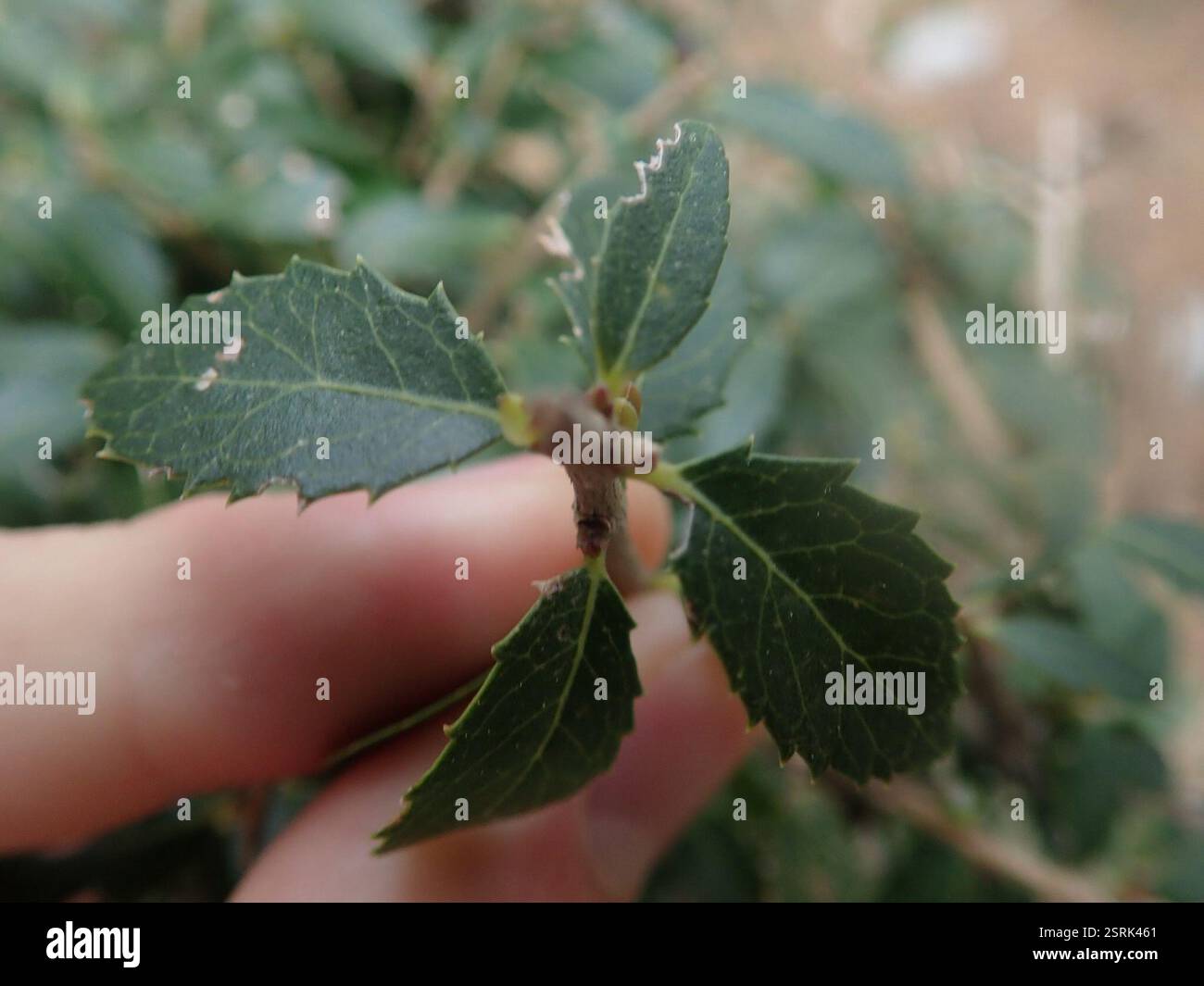 Green Olive Tree (Phillyrea latifolia), Plantae, Babadag Cd., Fethiye ...