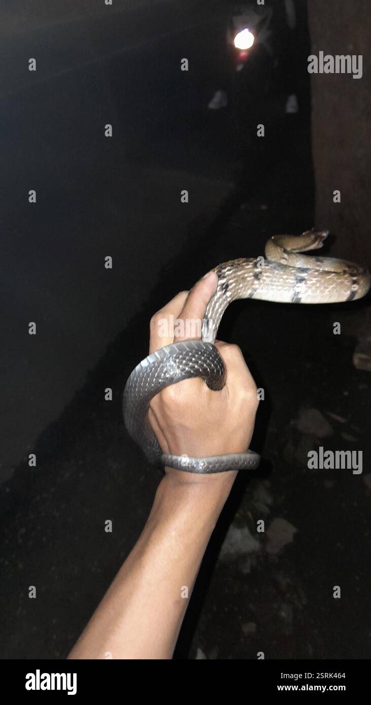 Black Copper Rat Snake (Coelognathus flavolineatus), Reptilia, Kampung Inggris, Kalisegoro, Kec ...