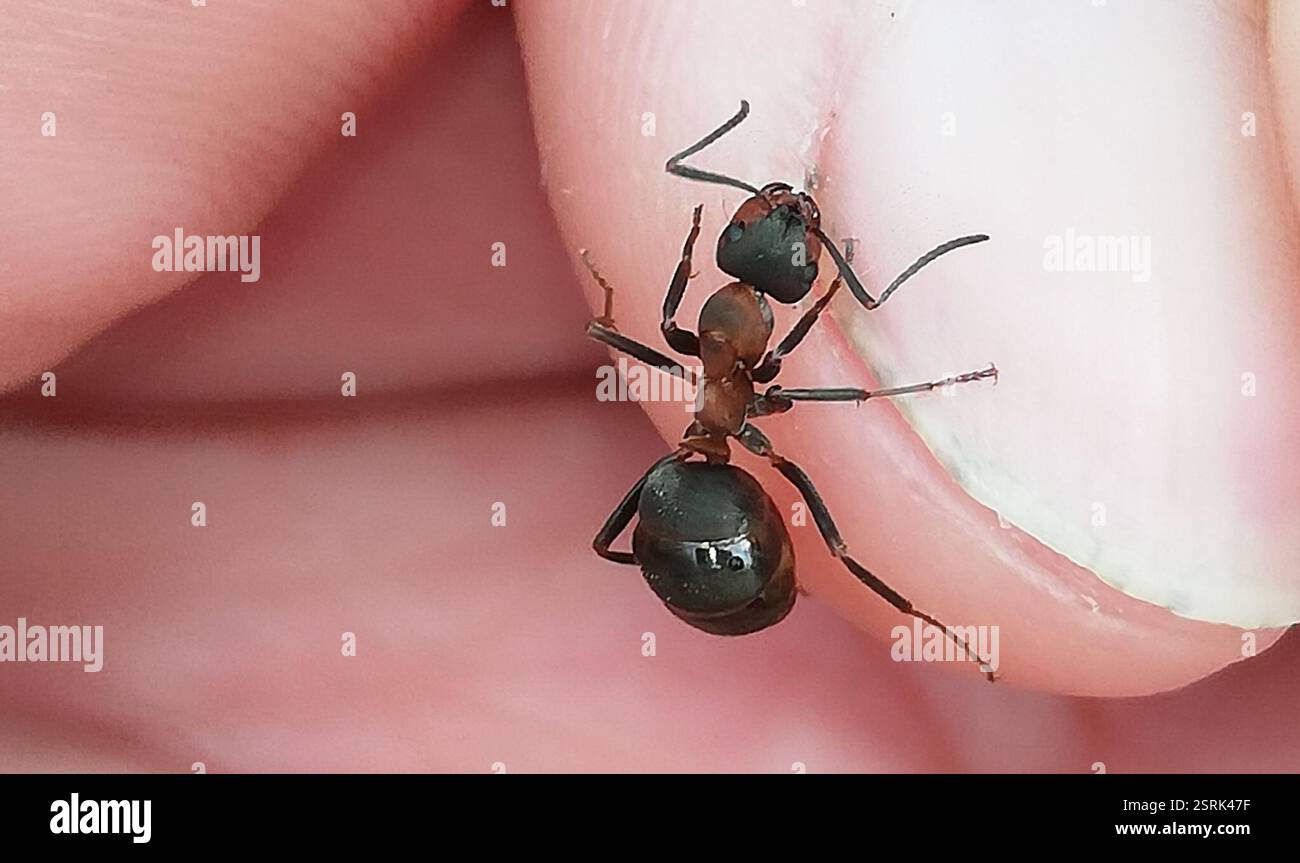 rufa-group Wood Ants (Formica rufa), Insecta, 06463 Falkenstein ...
