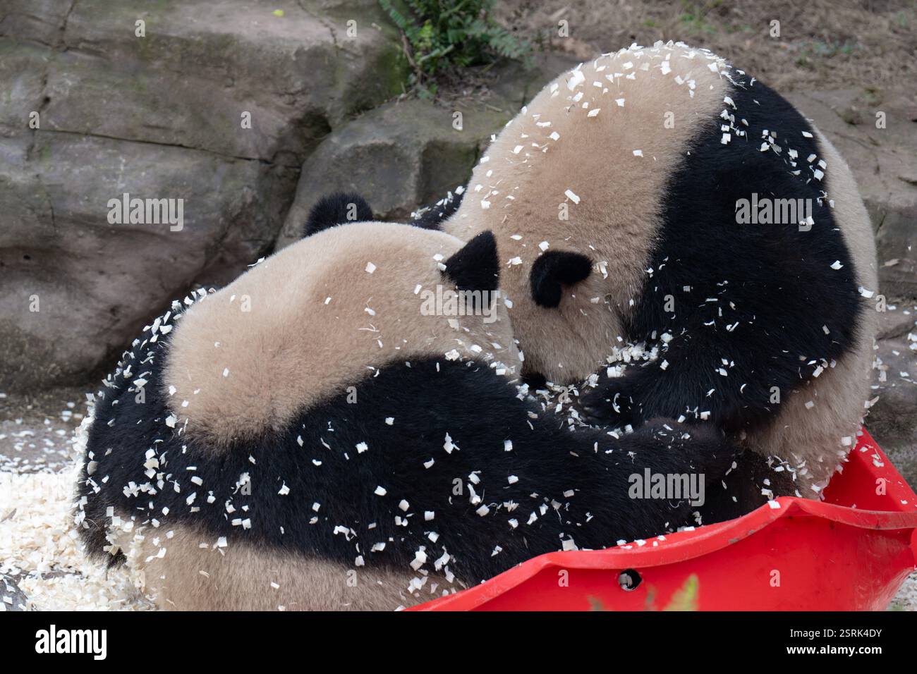 CHONGQING, CHINA - FEBRUARY 16, 2025 - Giant pandas Xing Xing and Chen ...