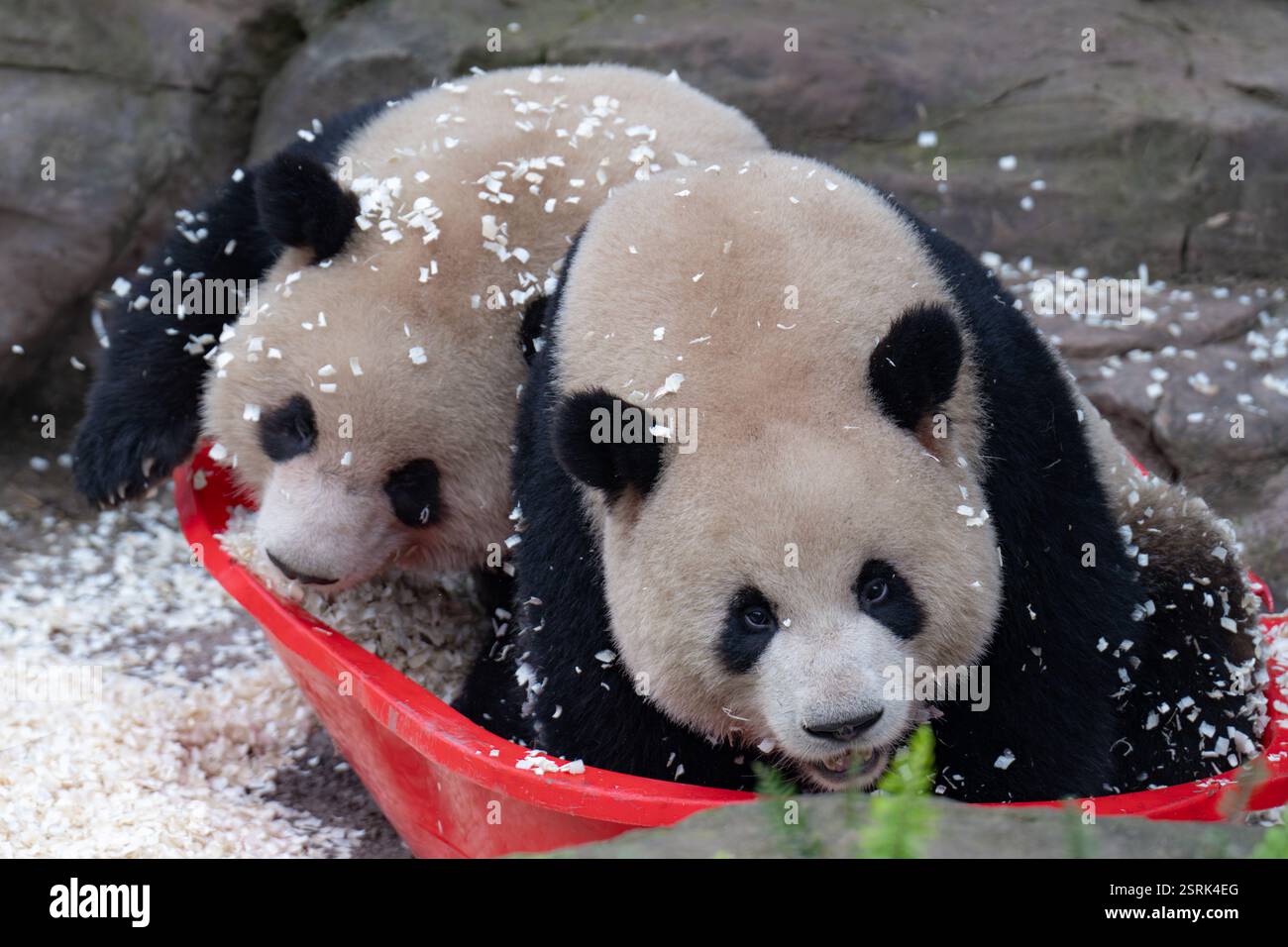 CHONGQING, CHINA - FEBRUARY 16, 2025 - Giant pandas Xing Xing and Chen ...