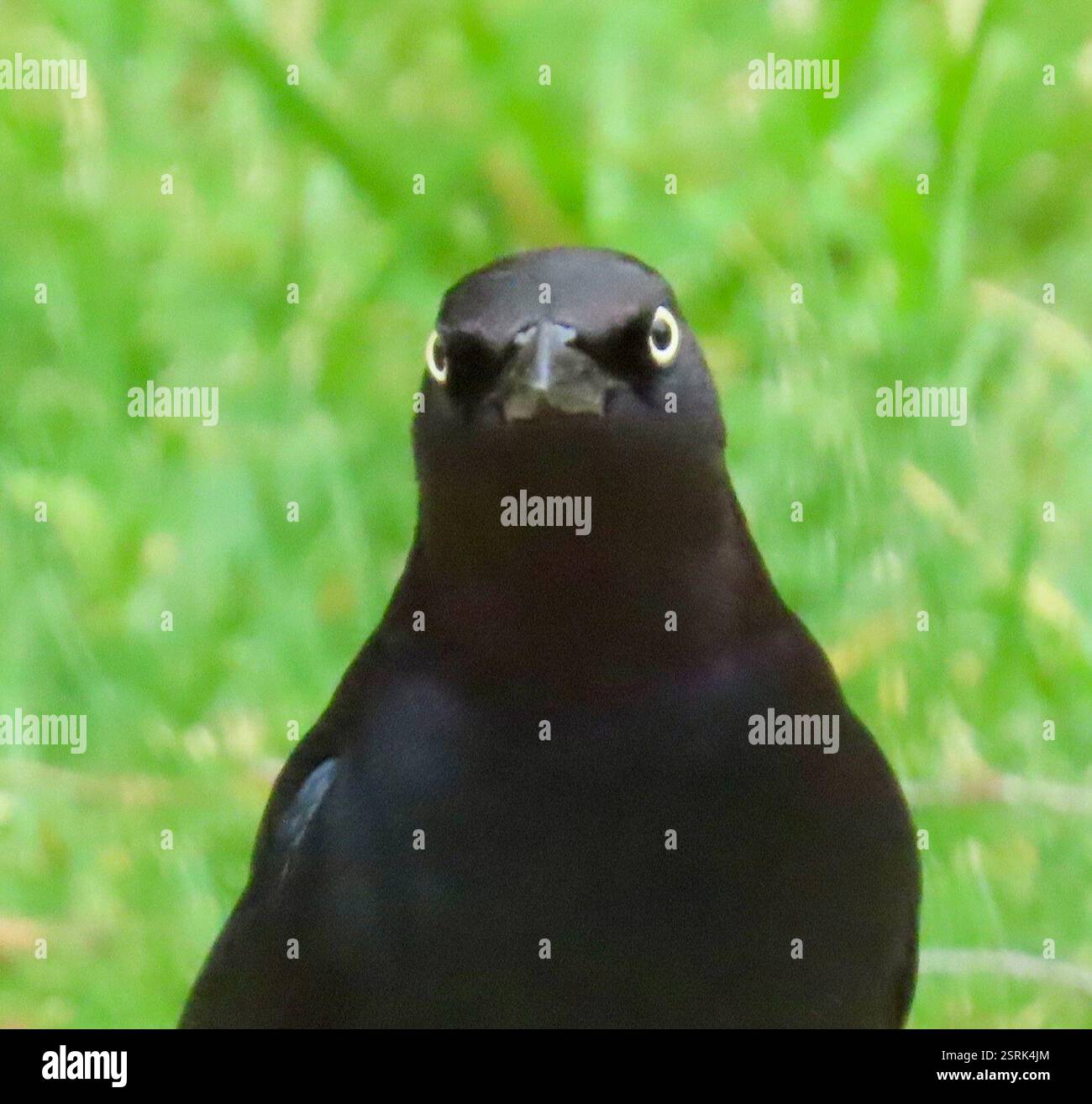 Dark brownish grey plumage hi-res stock photography and images - Alamy