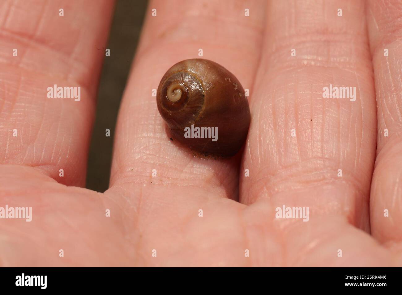 (Littorina), Mollusca, Penrhos Beach area, Penrhos, Holyhead, Anglesey ...