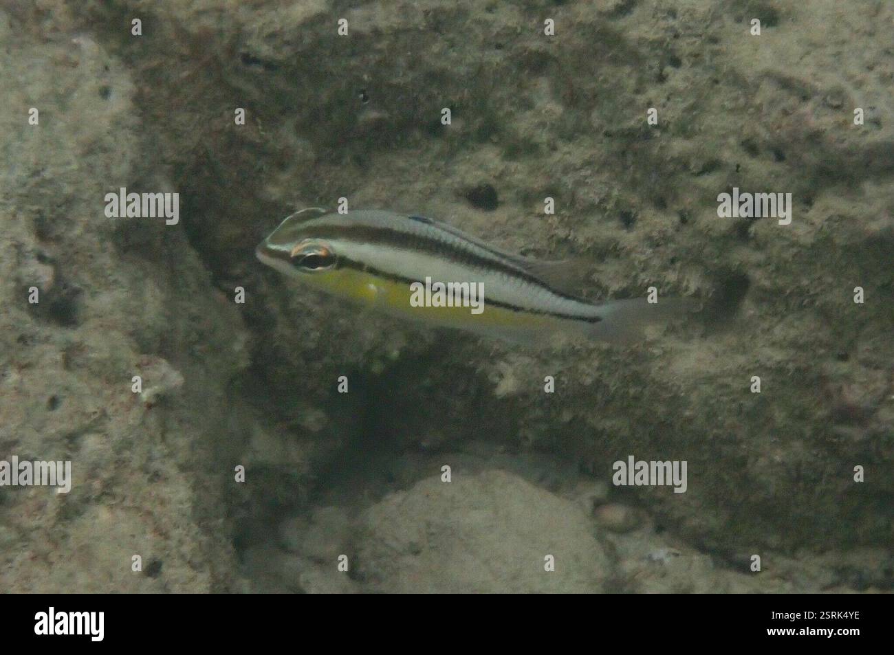 Pearly Monocle Bream (Scolopsis margaritifera), Actinopterygii, Amphoe ...