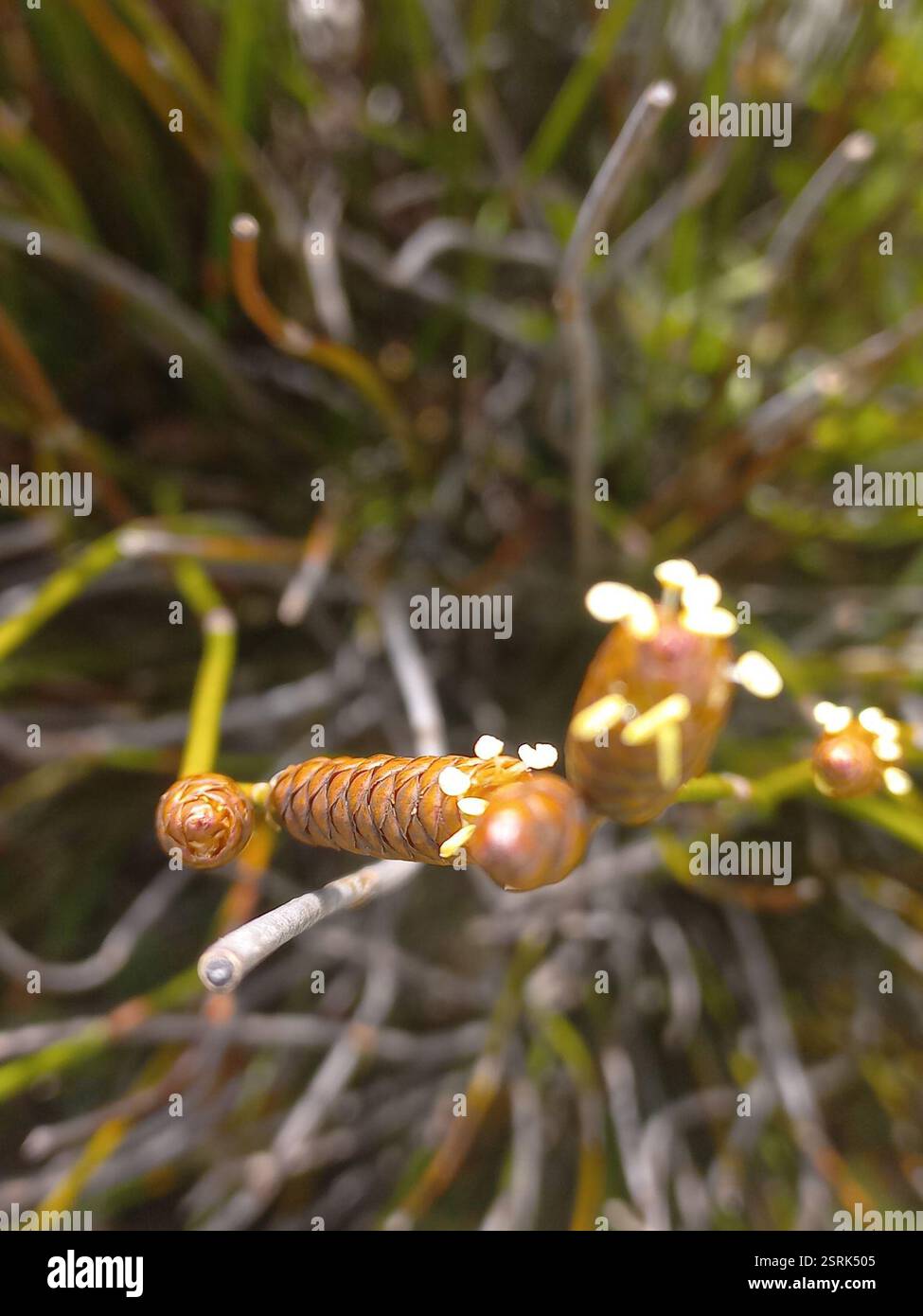 Round Conereed (Nevillea obtusissima), Plantae, Helderberg Rural, Sir ...