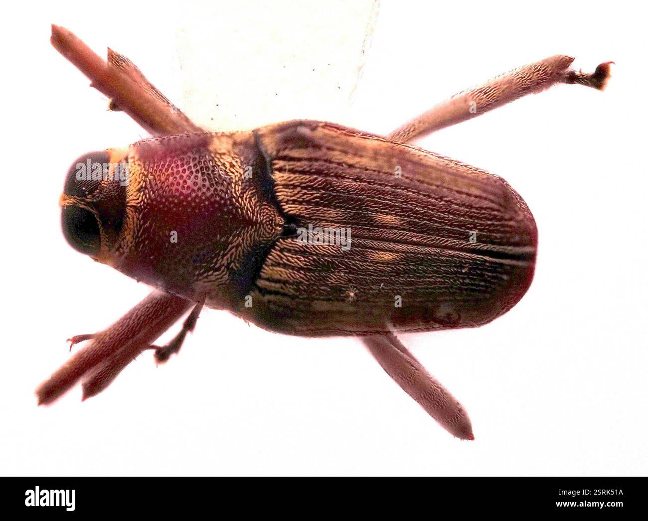 (Conoderinae), Insecta, Patulul, Guatemala, Photographs taken by ...