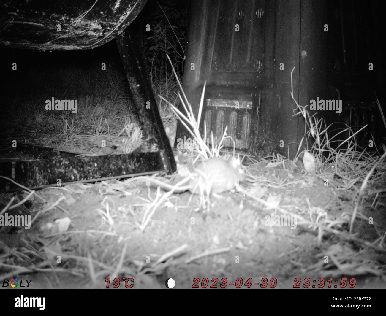 Australian Bush Rat (Rattus fuscipes), Mammalia, Bucketty NSW 2250 ...