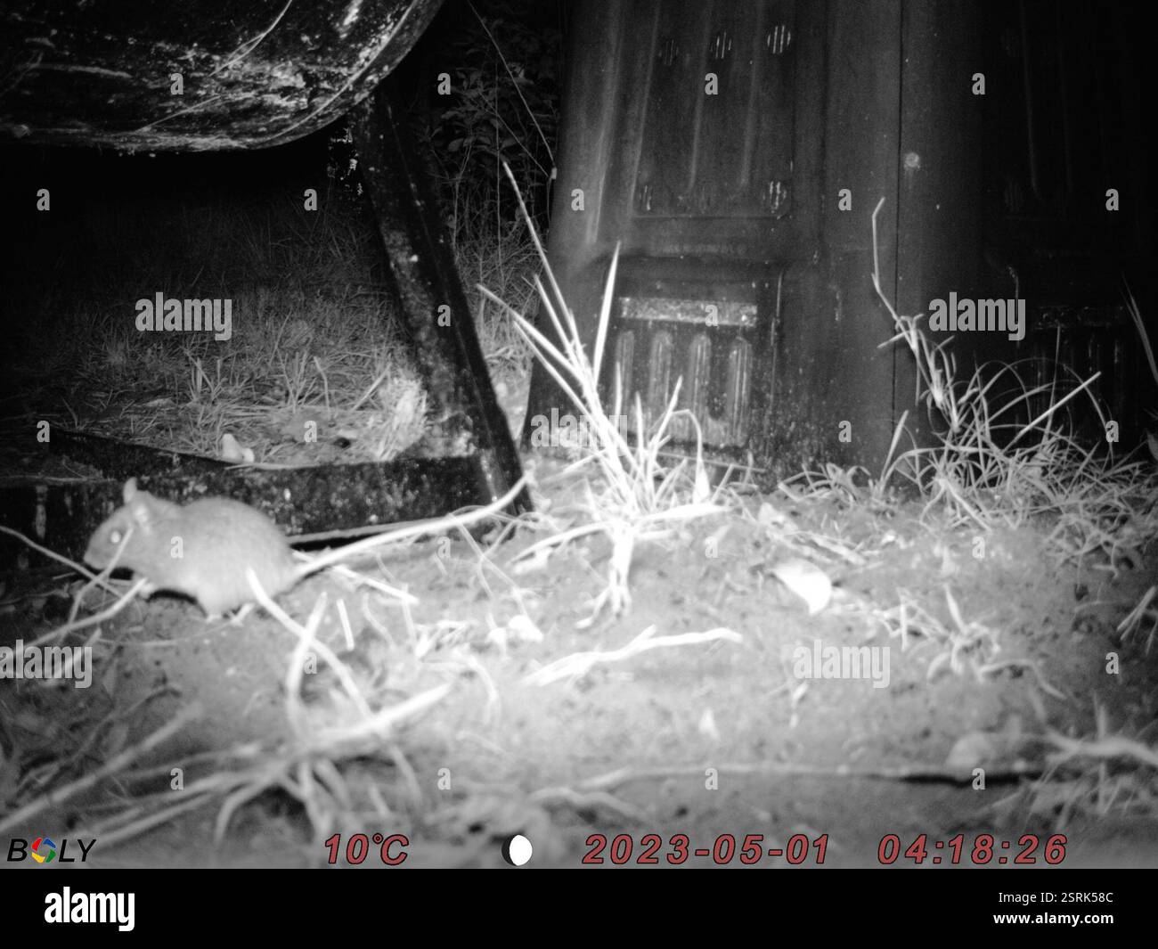 Australian Bush Rat (Rattus fuscipes), Mammalia, Bucketty NSW 2250 ...