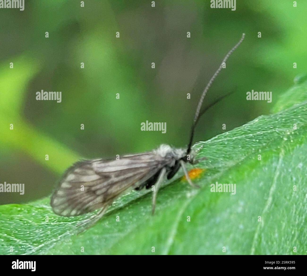 Grannom Caddisflies (Brachycentrus), Insecta, Central Kootenay, BC ...