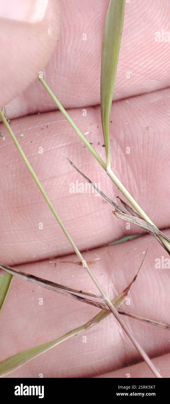 Indian lovegrass hi-res stock photography and images - Alamy