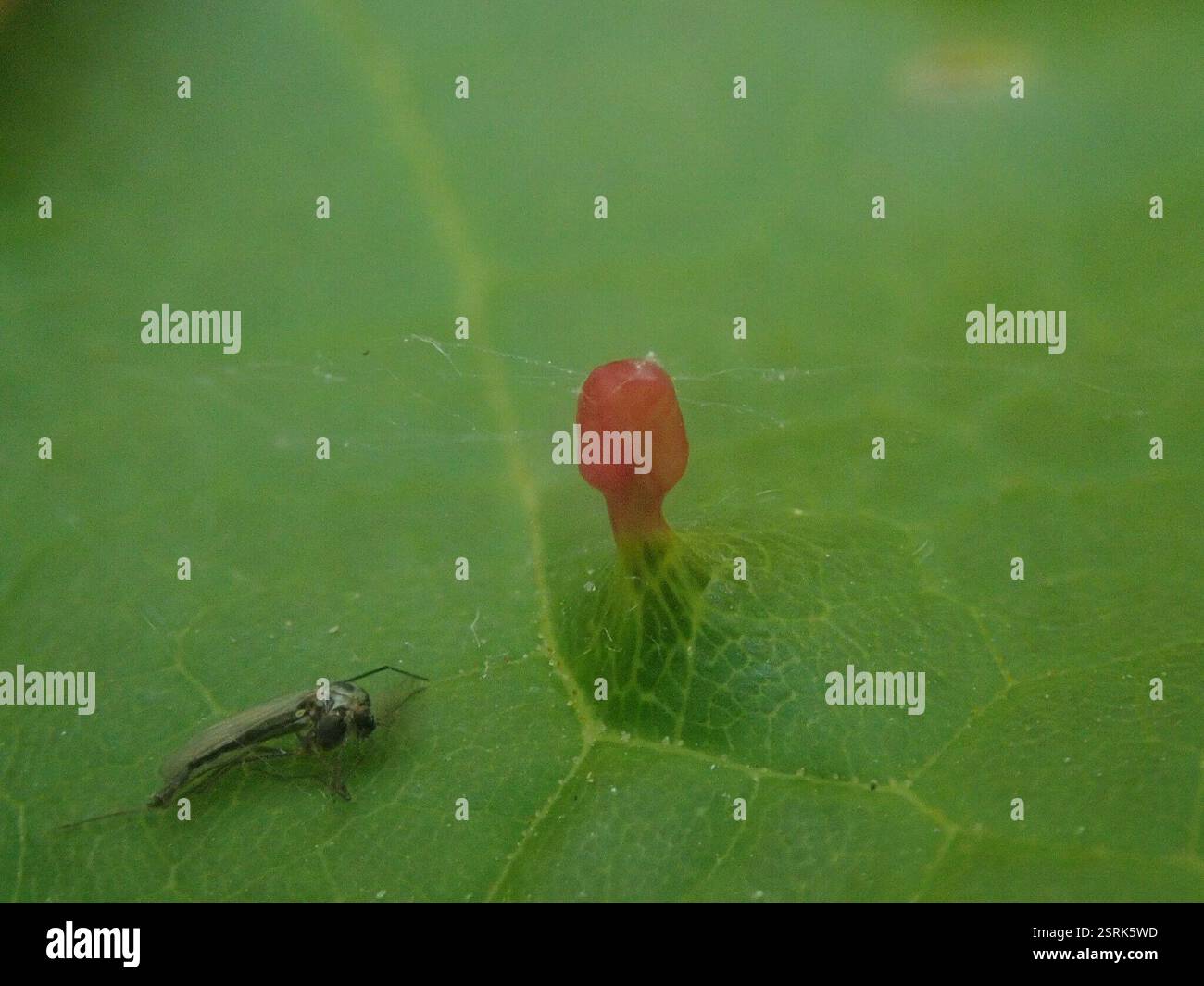 Maple Spindle Gall Mite (Vasates aceriscrumena), Arachnida, Ashfield ...