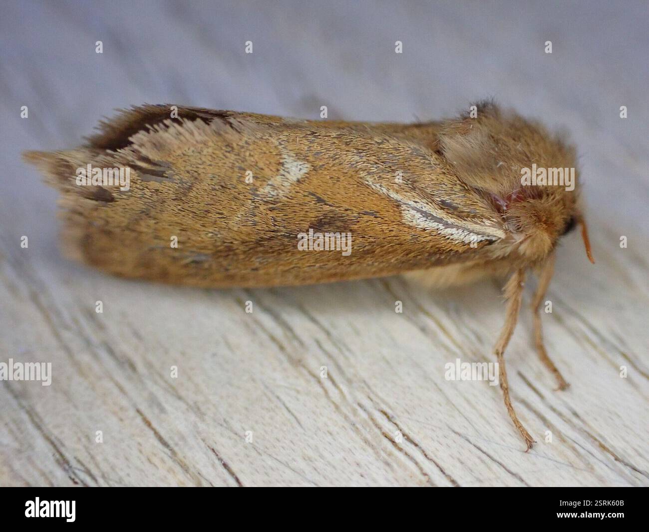 Common Swift Moth (Korscheltellus lupulina), Insecta, 8 Millcroft Road ...