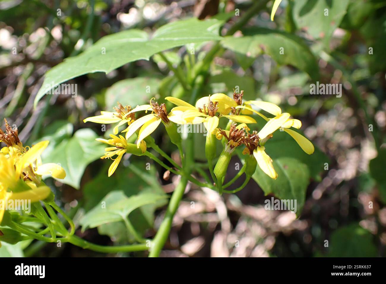 Canary creeper (Senecio tamoides), Plantae, Cathkin Park, South Africa ...