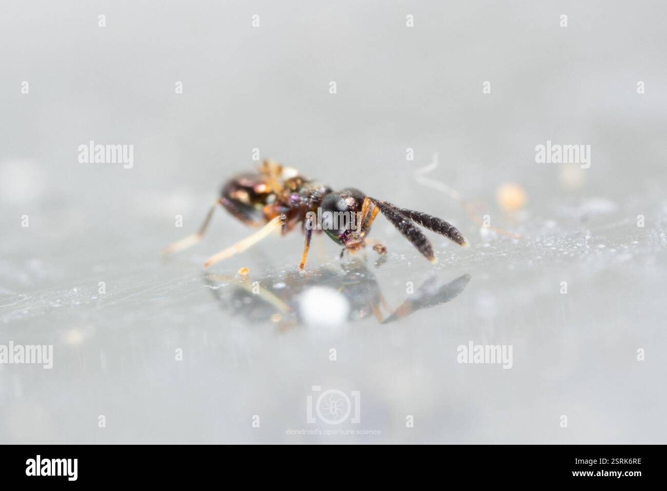 (Encyrtidae), Insecta, Green Cove Springs, FL 32043, USA Stock Photo ...