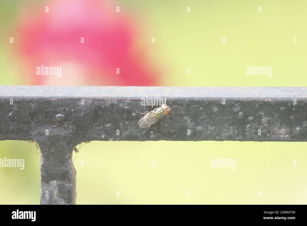 Secondary Screwworm Fly (Cochliomyia macellaria), Insecta, Chilca 15871 ...