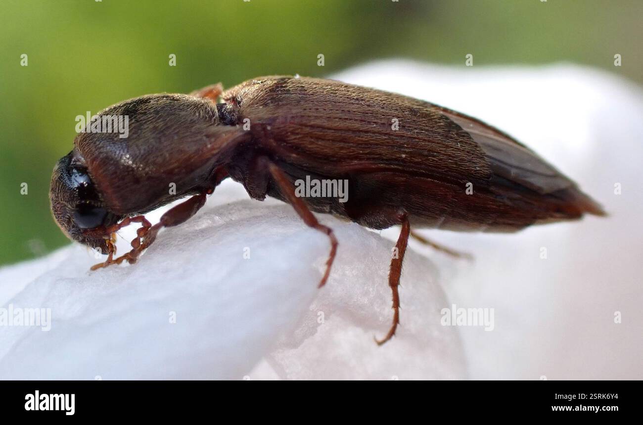 Lined Click Beetle (Agriotes lineatus), Insecta, Graafland, Groot ...
