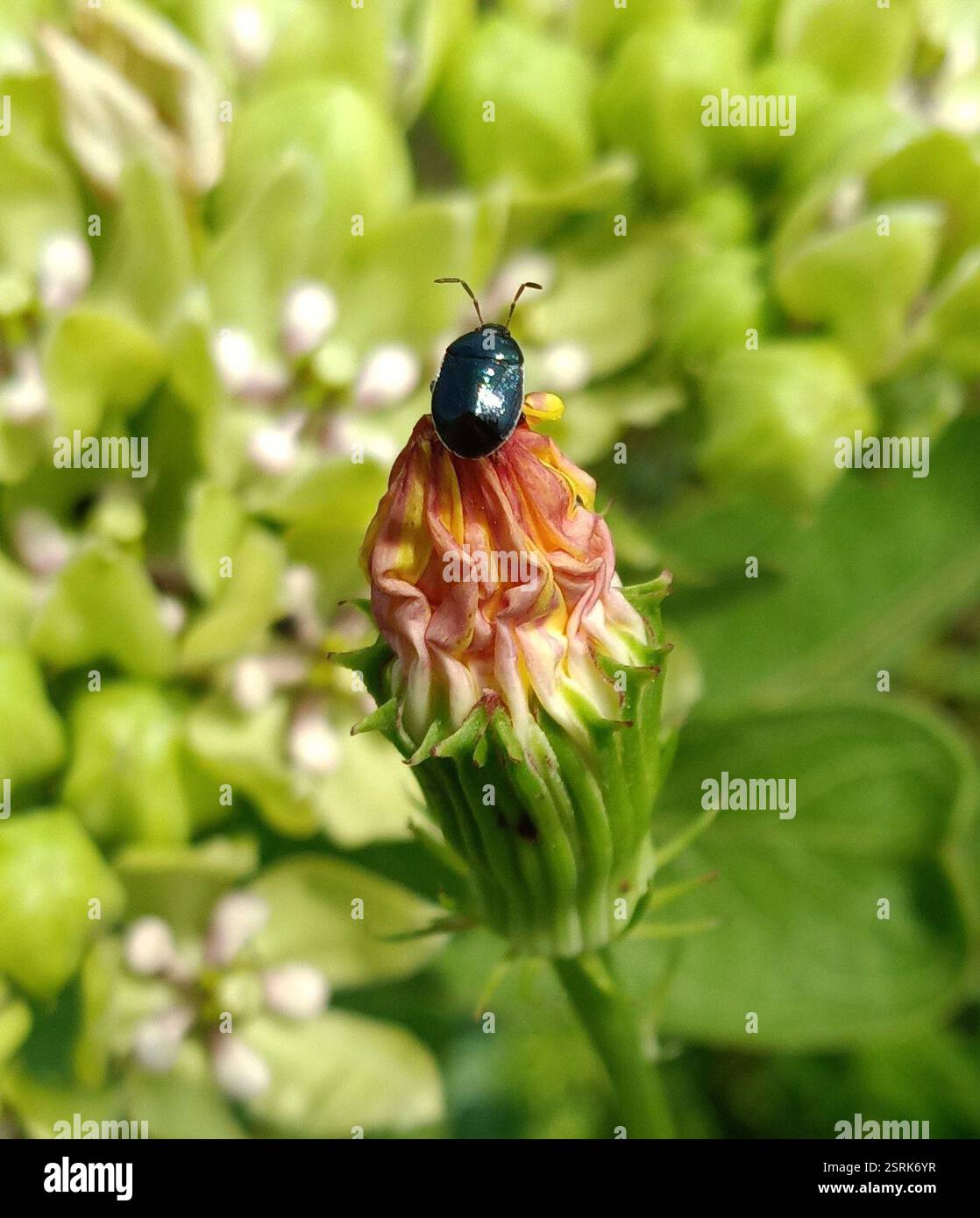 White-margined Burrower Bug (Sehirus cinctus), Insecta, Texas, US Stock ...