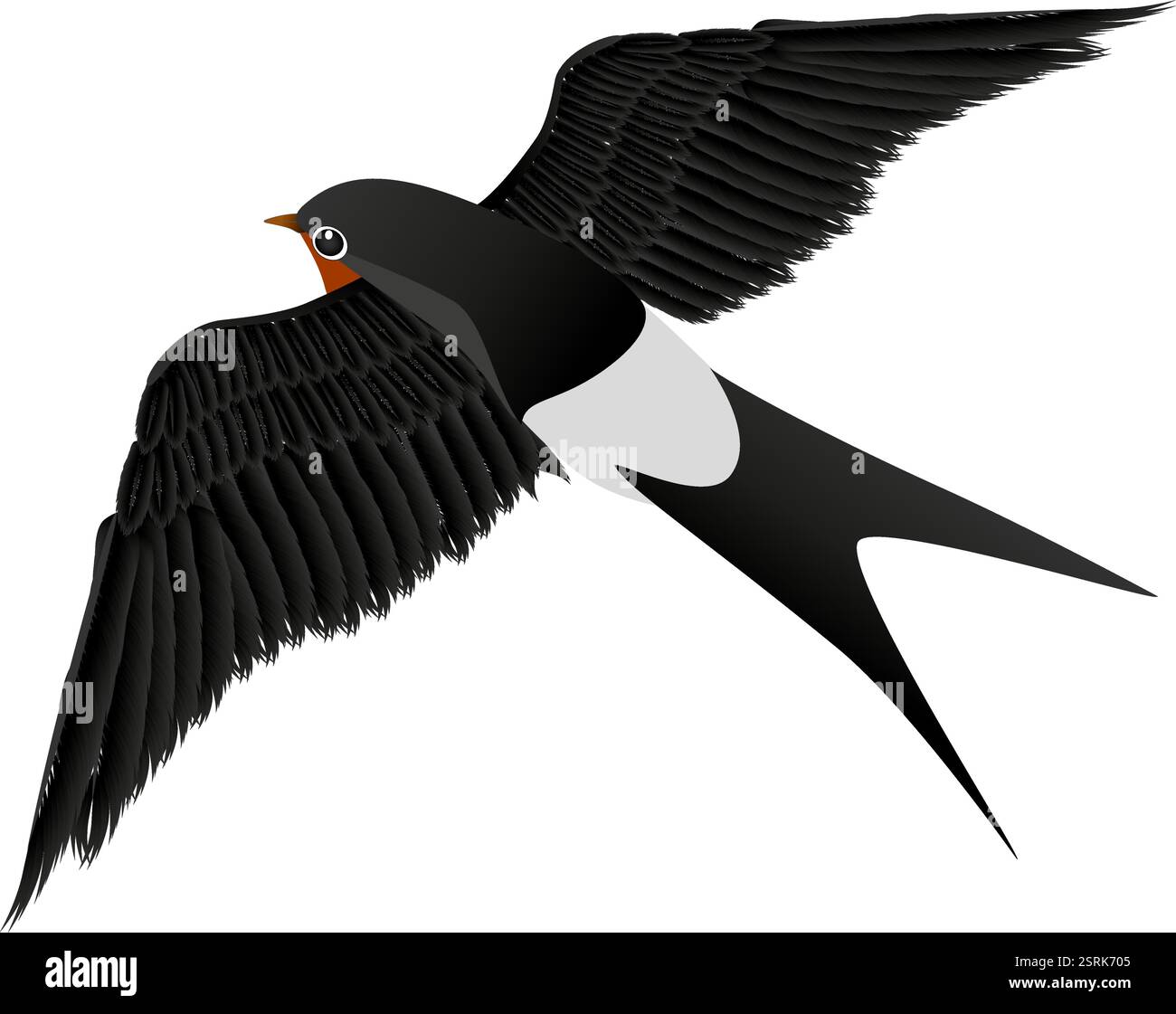 Swallow bird vector vectors hi-res stock photography and images - Alamy